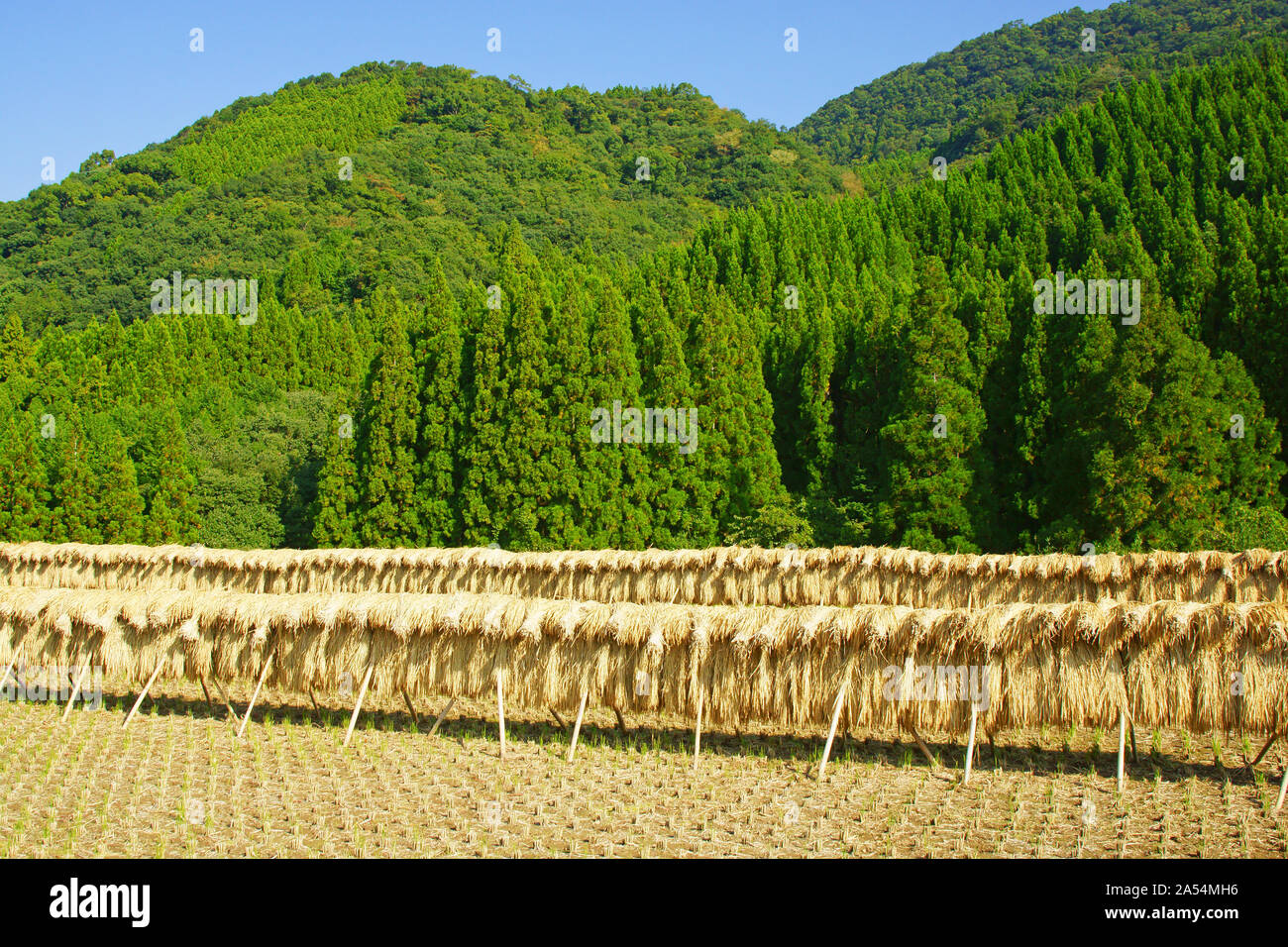 Drying rice on a rack Stock Photo - Alamy