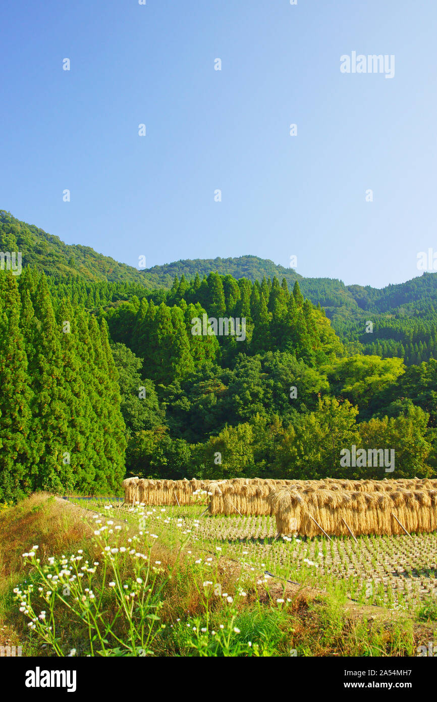 Drying rice on a rack Stock Photo - Alamy