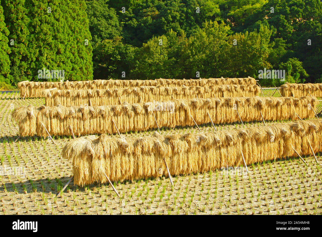 Drying rice on a rack Stock Photo - Alamy
