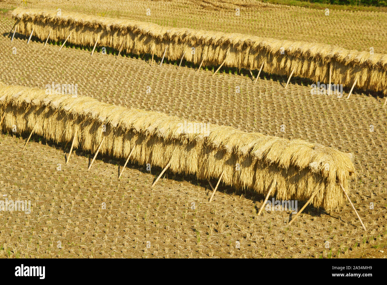 Drying rice japan hi-res stock photography and images - Alamy