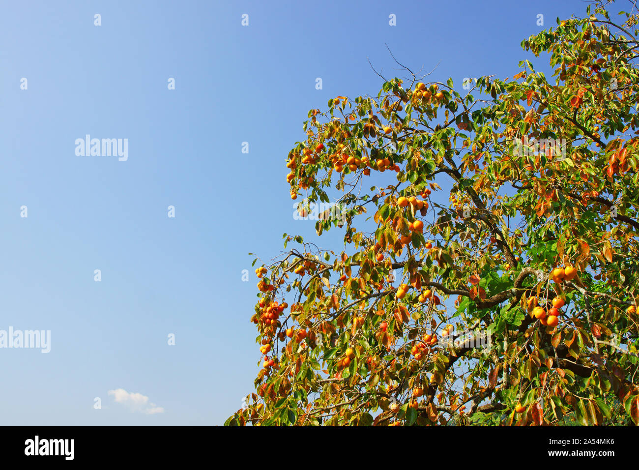 Persimmon tree many persimmons hi-res stock photography and images - Alamy