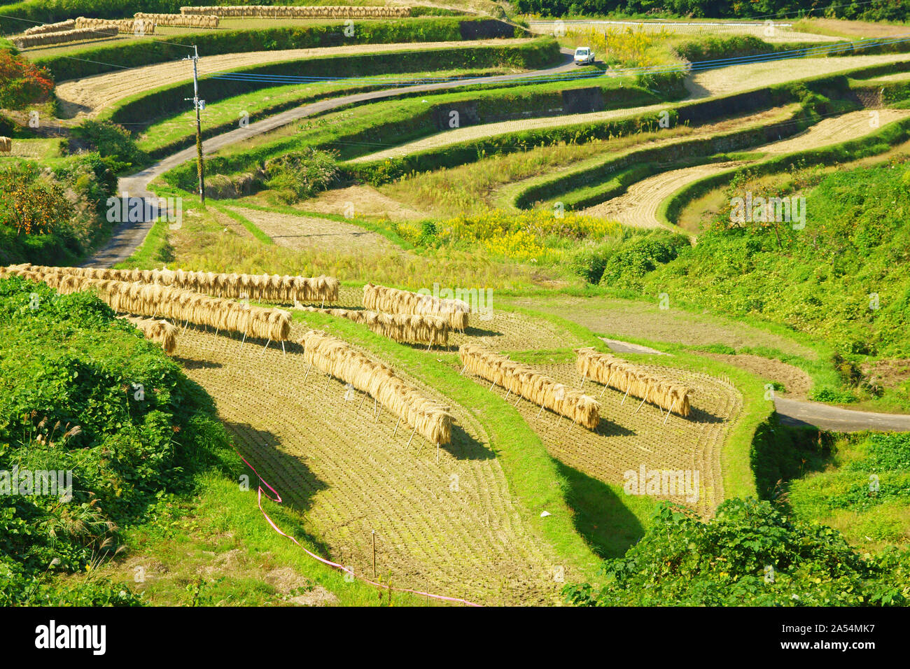 Drying rice on a rack Stock Photo - Alamy