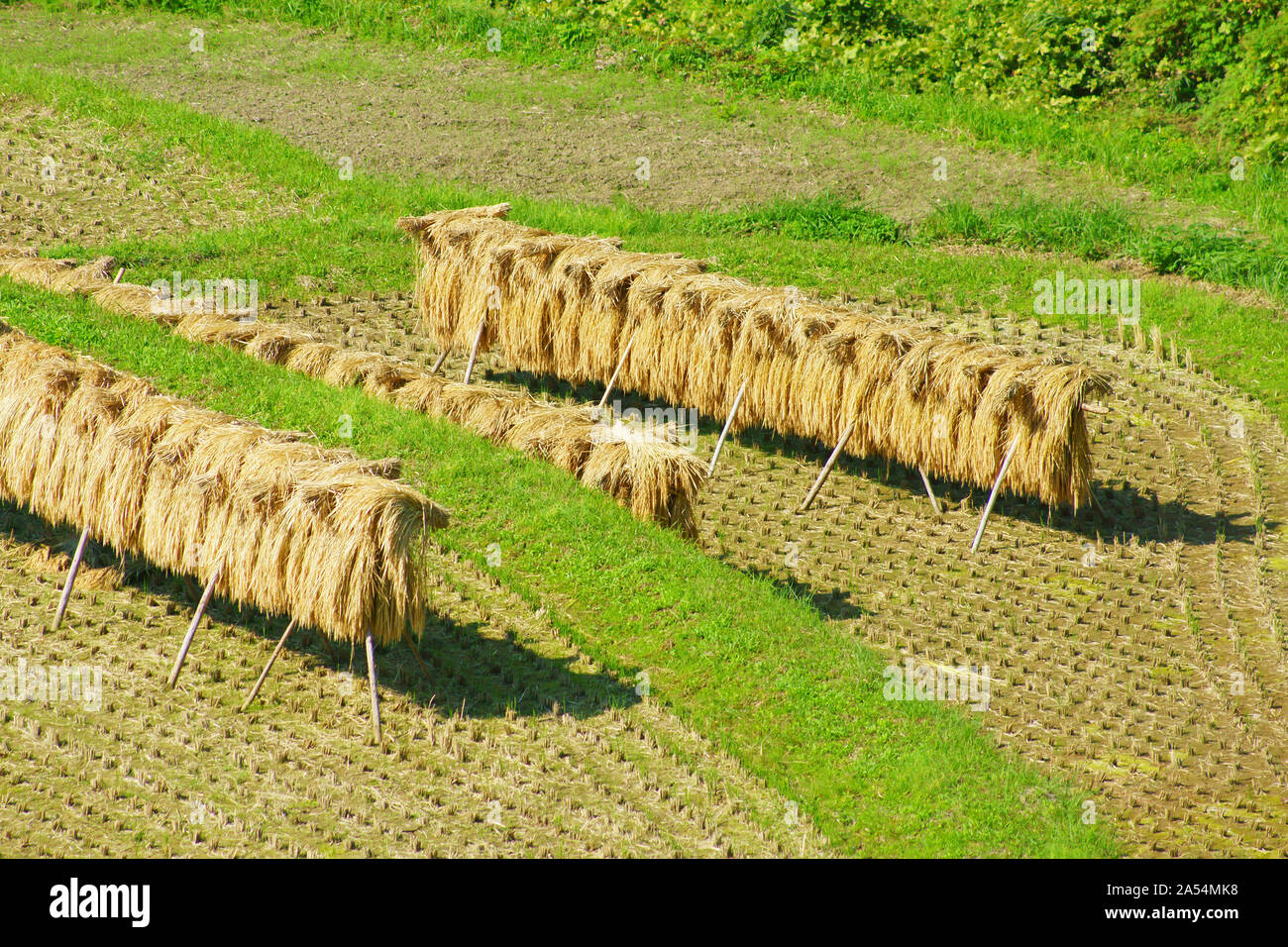 Rice paddy drying on road hi-res stock photography and images - Alamy