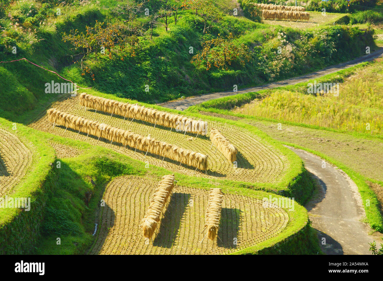 Drying rice on a rack Stock Photo - Alamy