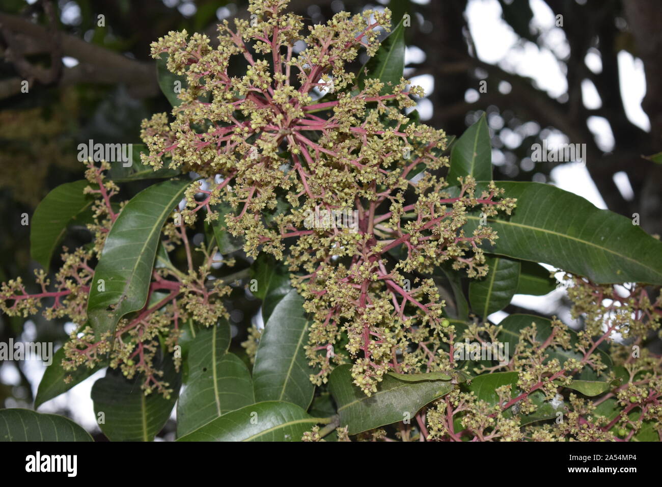 flower of mango tree plant fruit nature Stock Photo - Alamy
