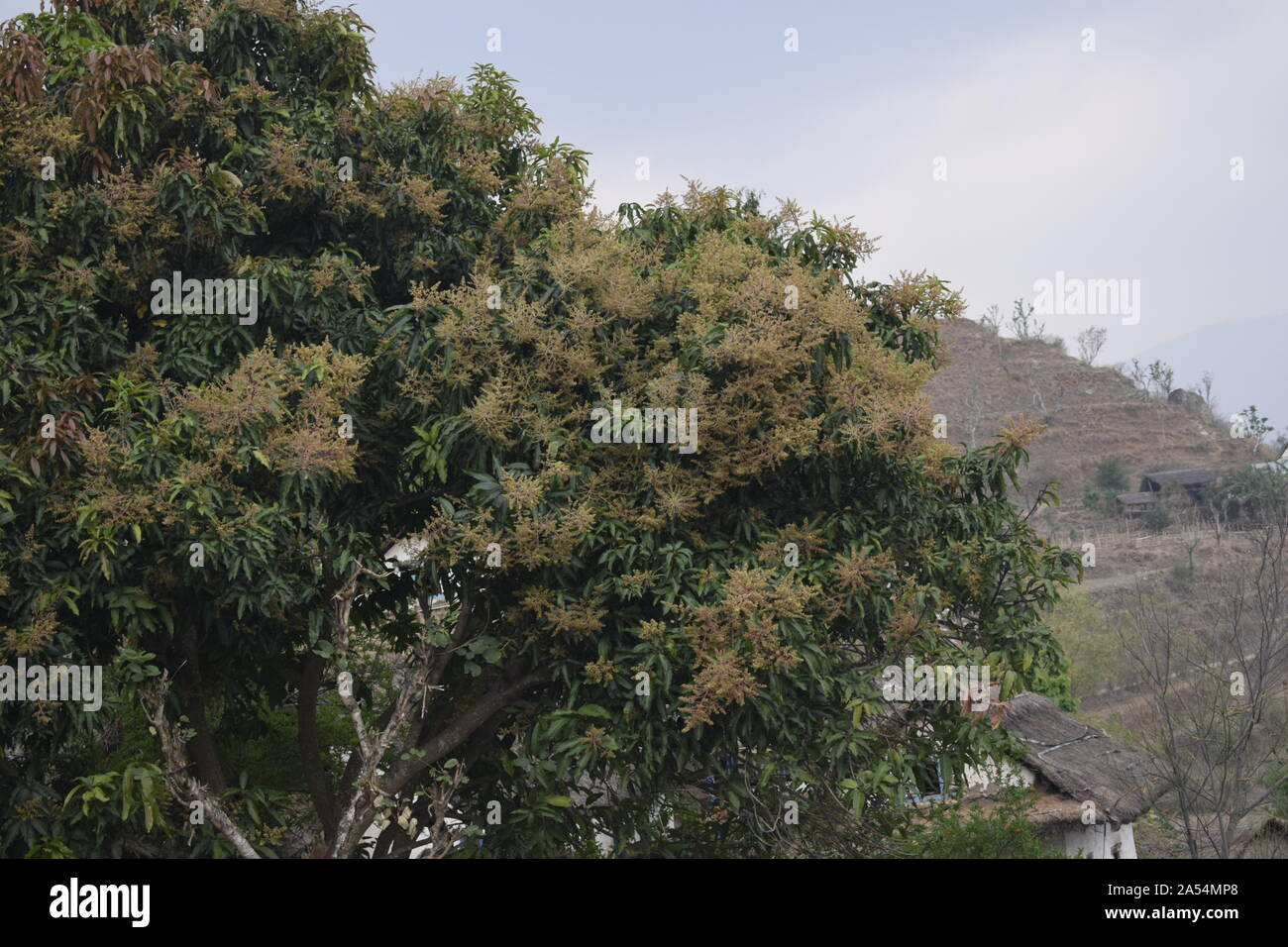 flower of mango tree plant fruit nature Stock Photo - Alamy