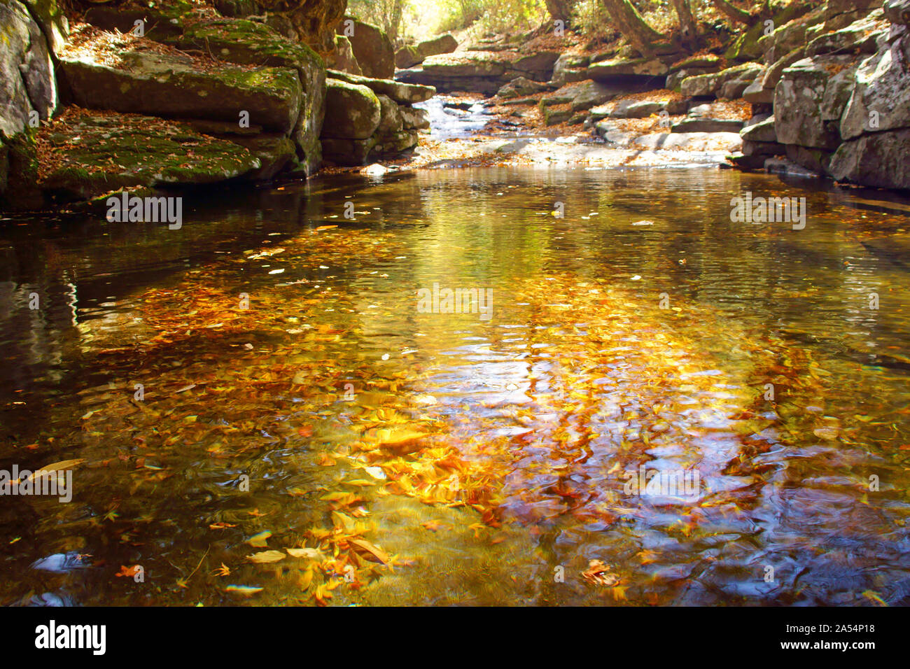 Autumn foliage on the bottom of river flowing spring water Stock Photo ...