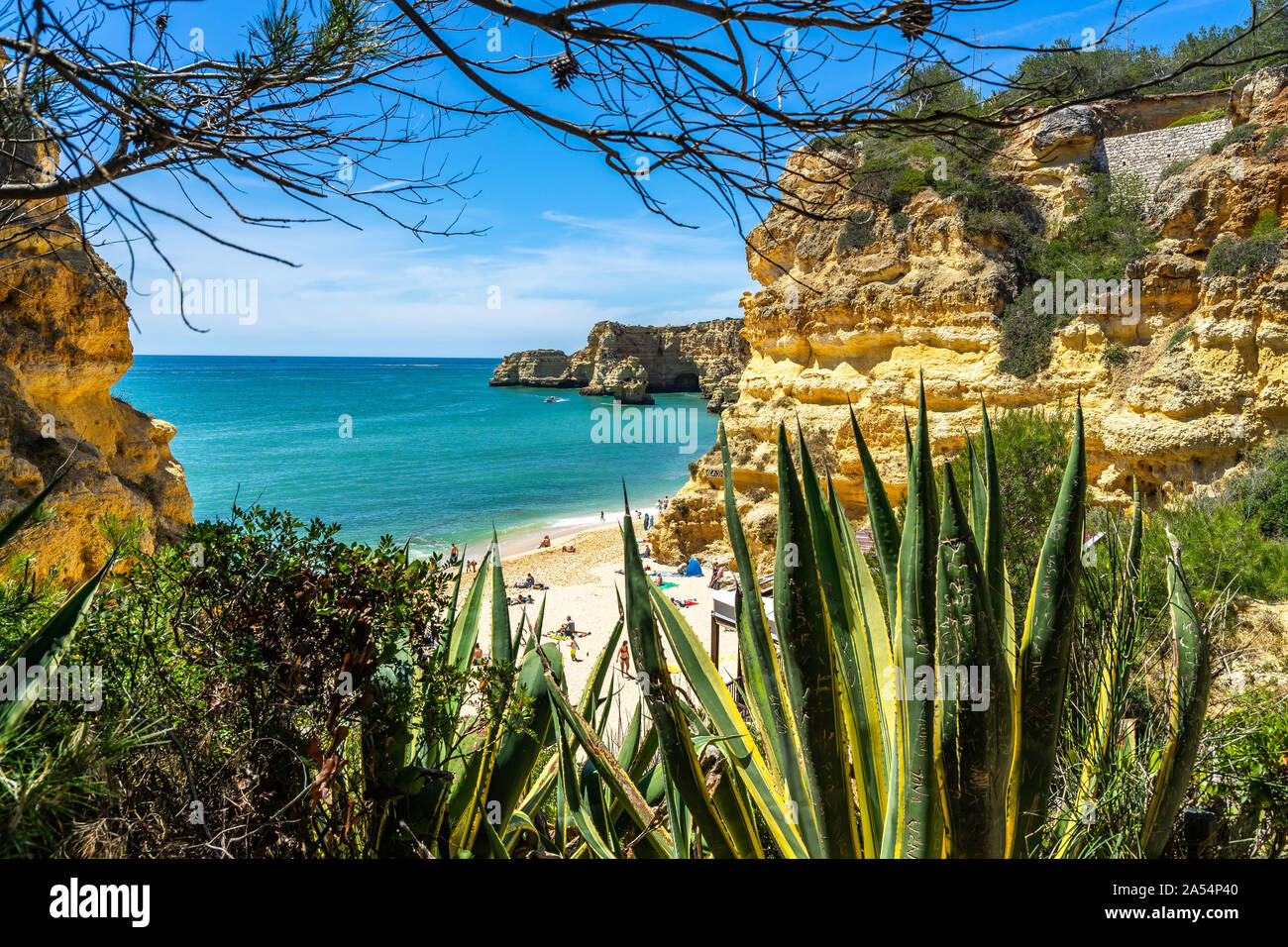 Mediterranean vegetation at Praia da Marinha (Marinha Beach), on of the ...