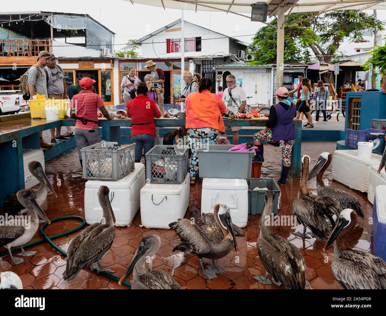 Punta Aroya, Galapagos, Ecuador - 2019-06-19 - Pelicans line up for ...