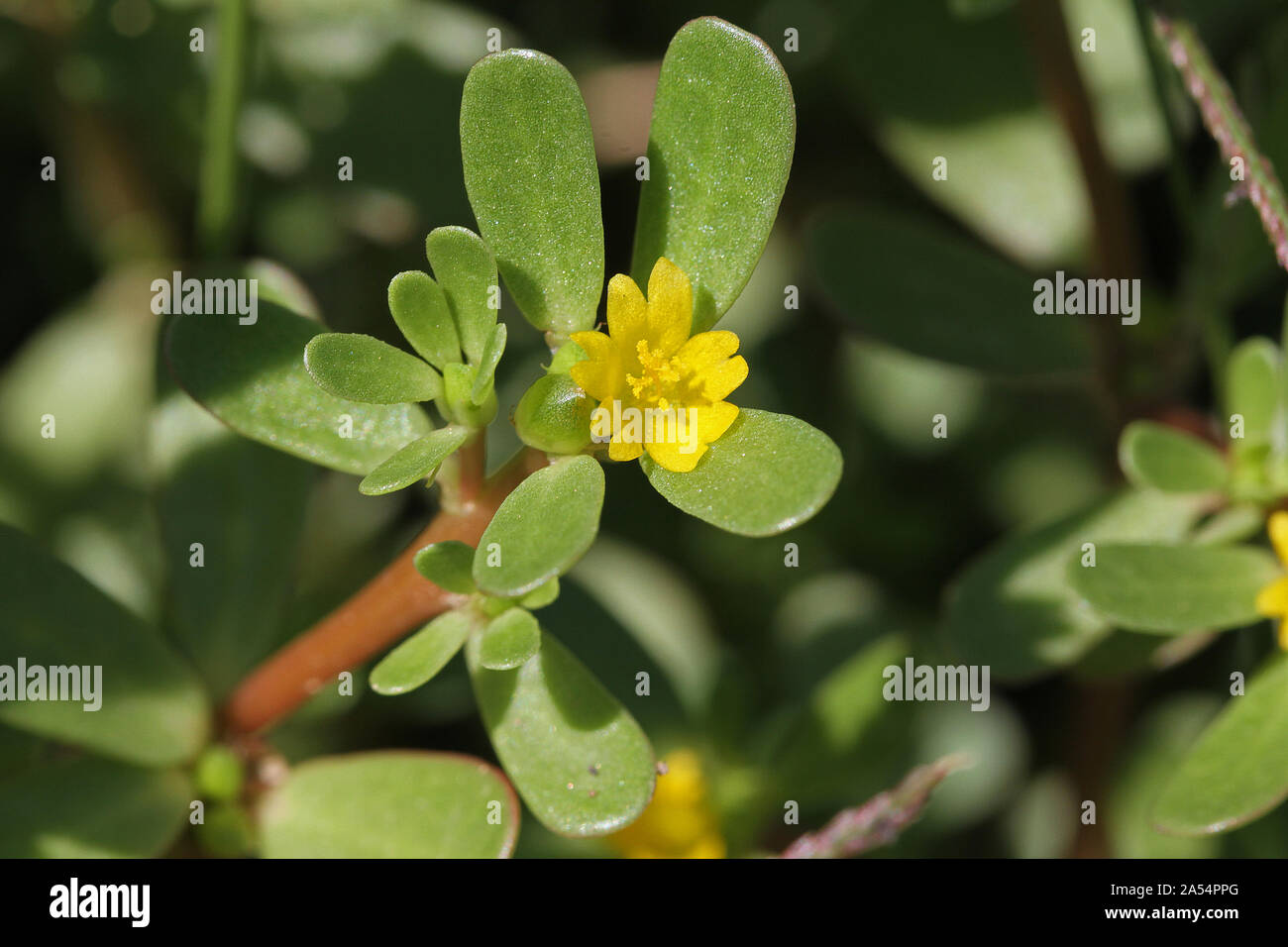 portulaca flower a close relative of common purslane also called ...