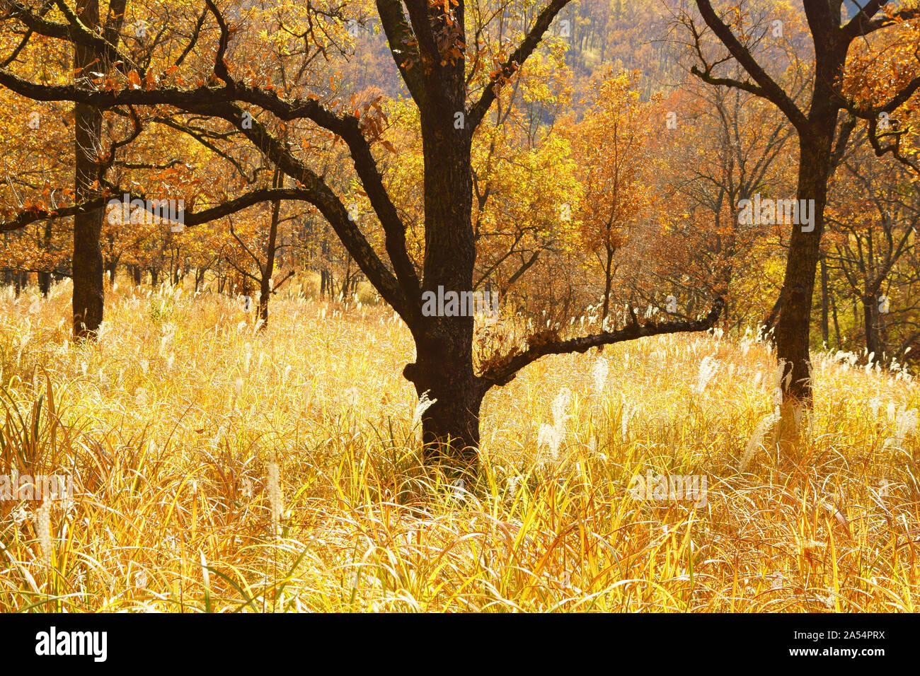Golden Japanese Forest Grass Stock Photos & Golden Japanese Forest ...