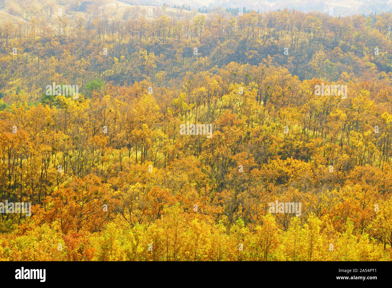 Golden Japanese Forest Grass Stock Photos & Golden Japanese Forest ...