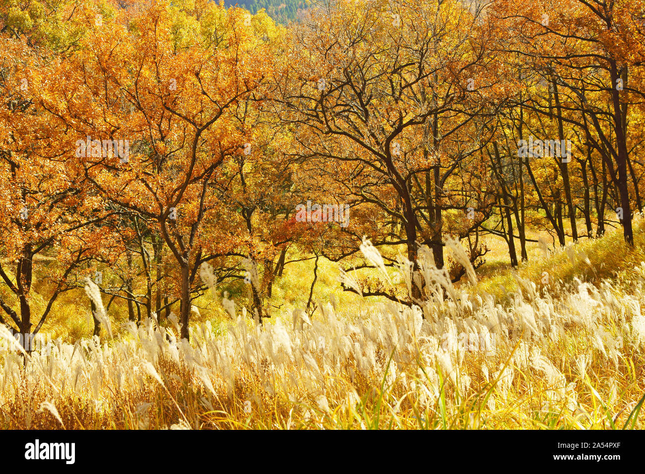 Golden Japanese Forest Grass Stock Photos & Golden Japanese Forest ...