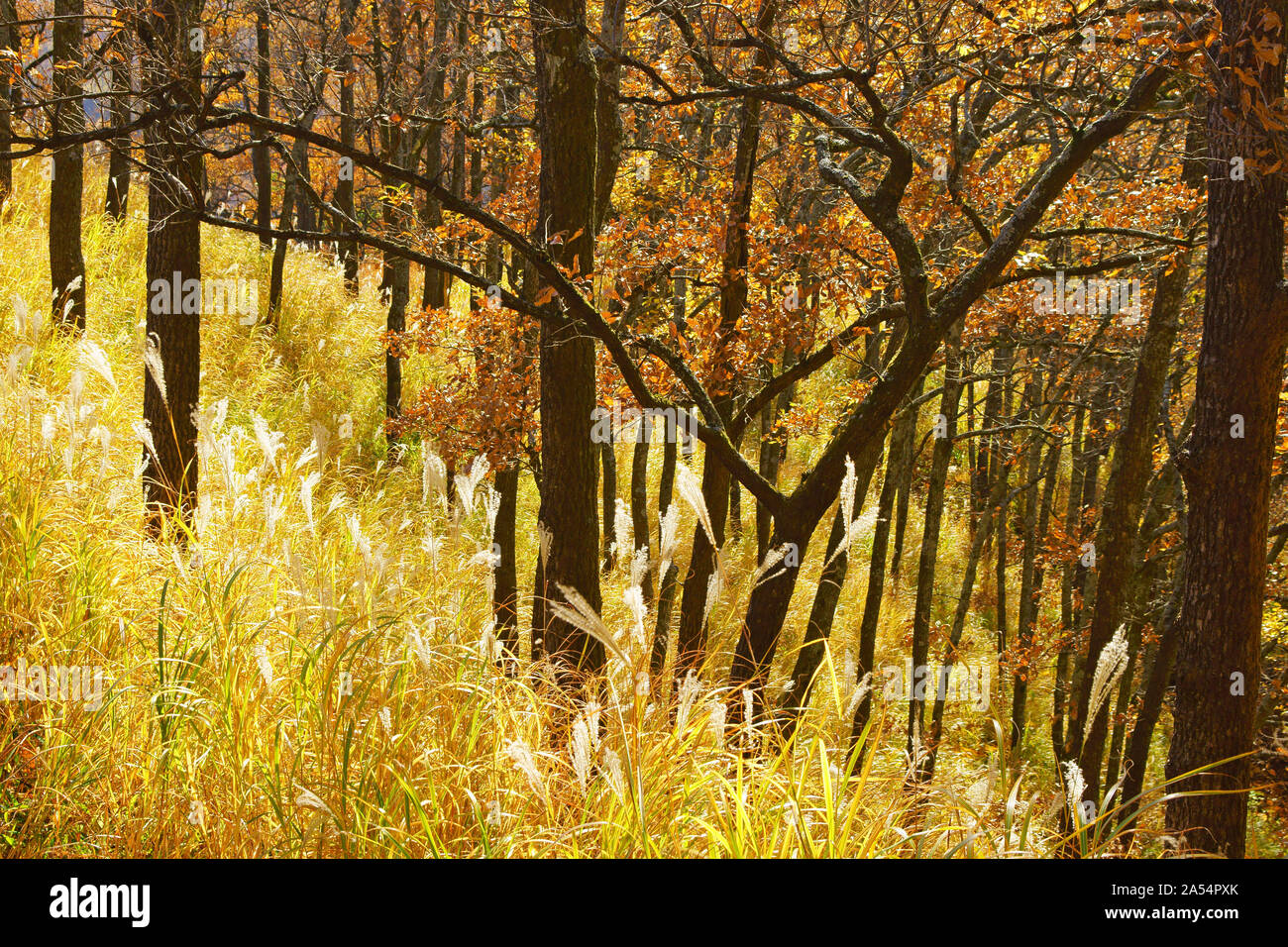 Golden japanese forest grass hi-res stock photography and images - Alamy