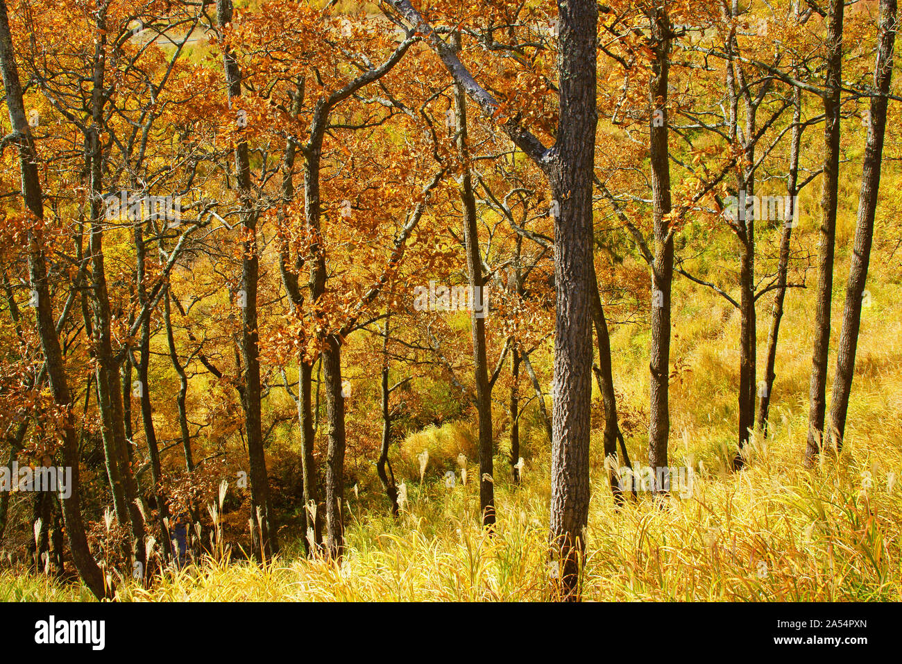 Golden Japanese Forest Grass Stock Photos & Golden Japanese Forest ...