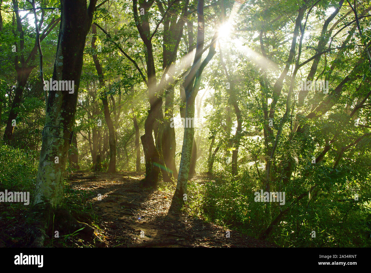 Shaft of light in forest Stock Photo - Alamy