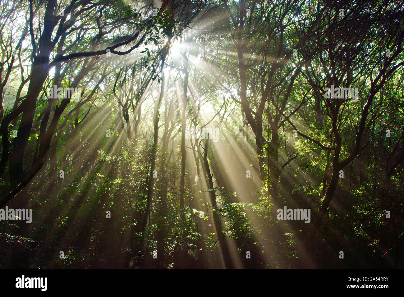 Shaft of light in forest Stock Photo - Alamy