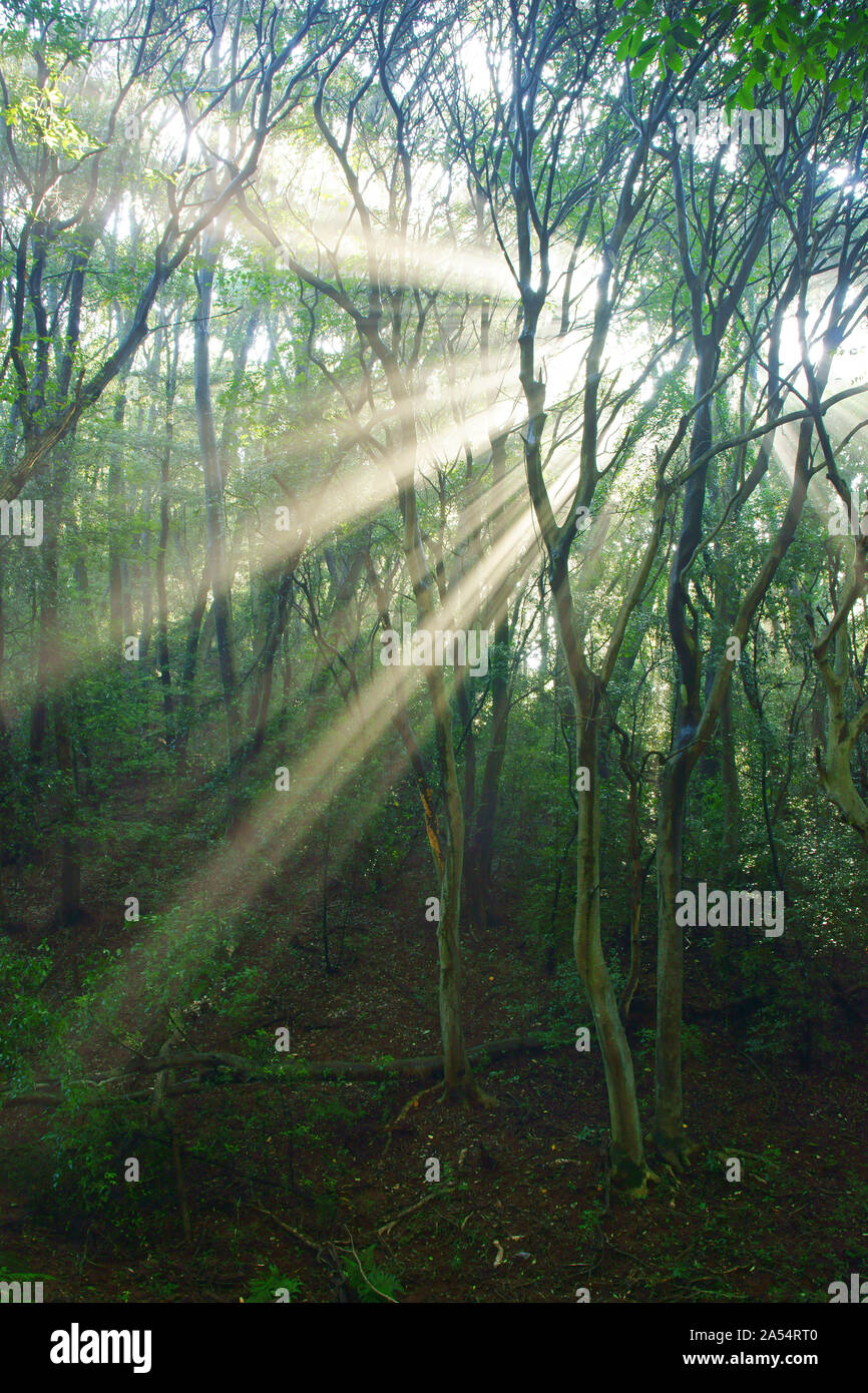 Vertical shot forest silhouette hi-res stock photography and images - Alamy