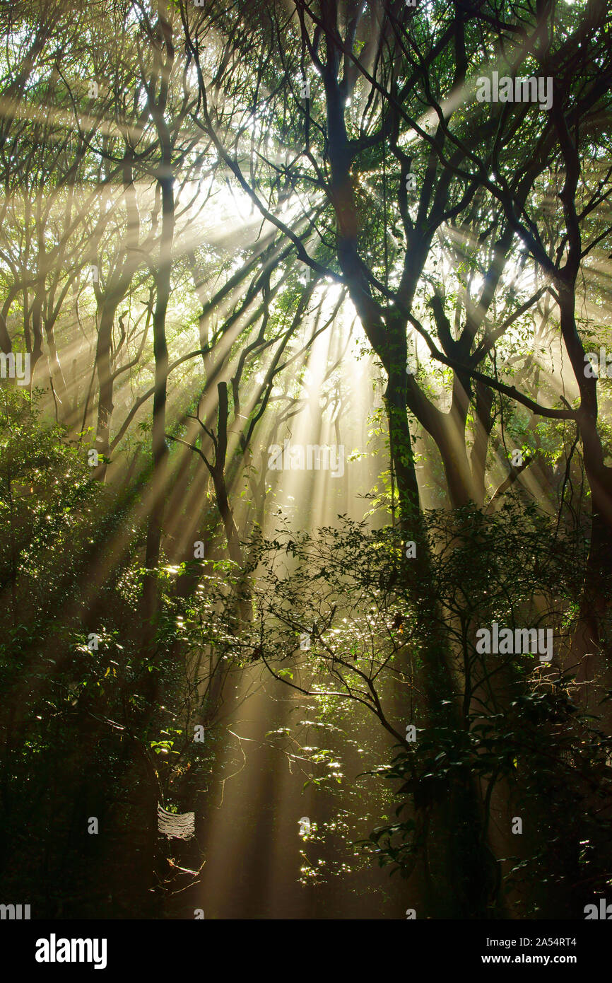 Shaft of light in forest Stock Photo - Alamy