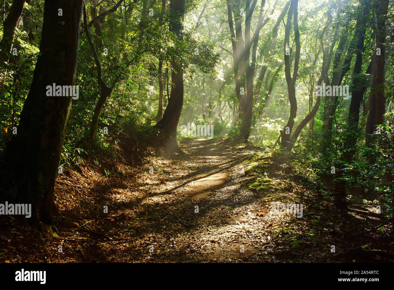 Light shaft path forest hi-res stock photography and images - Alamy