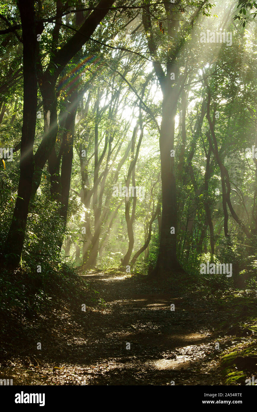 Shaft of light in forest Stock Photo - Alamy