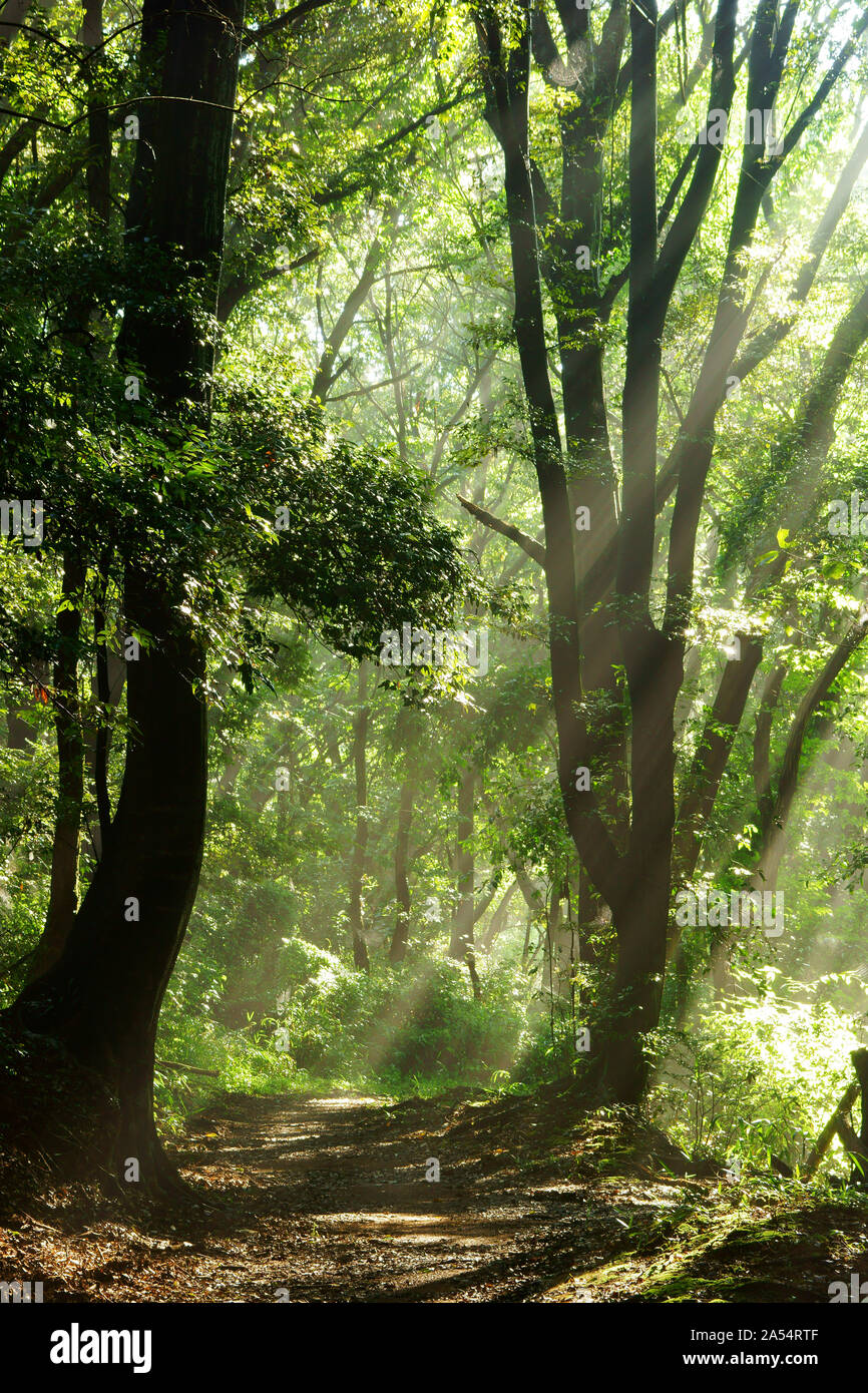 Shaft of light in forest Stock Photo - Alamy