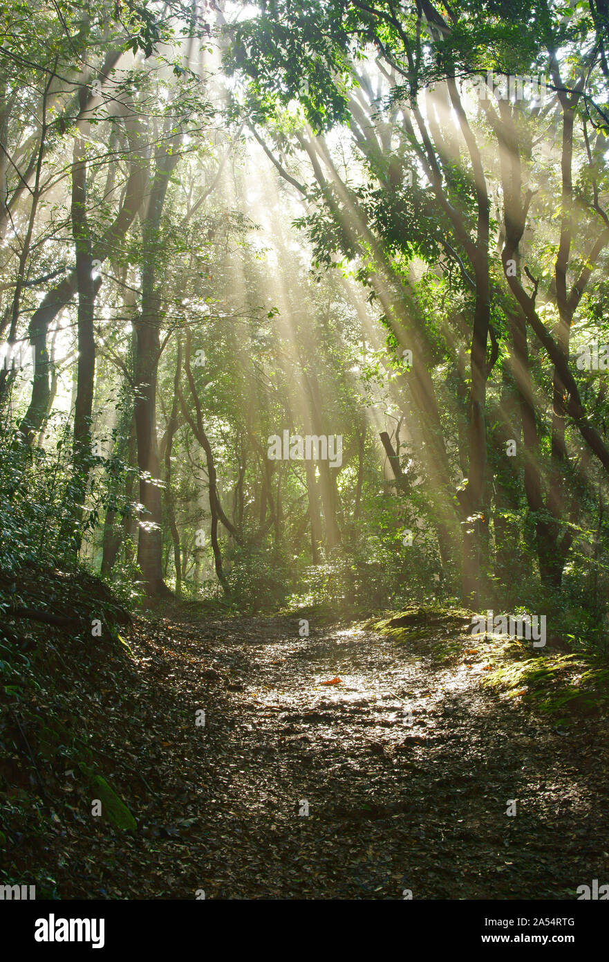 Shaft of light in forest Stock Photo - Alamy