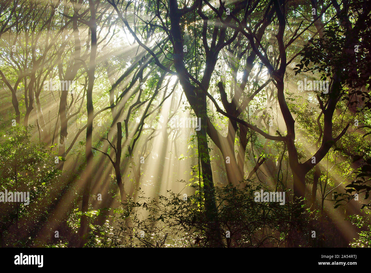 Shaft of light in forest Stock Photo - Alamy