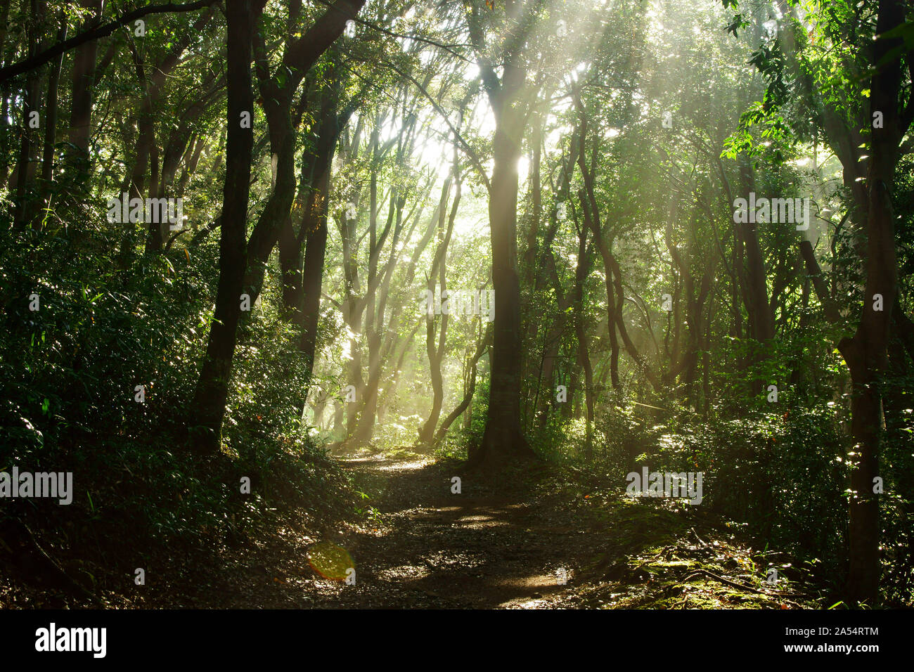 Shaft of light in forest Stock Photo - Alamy