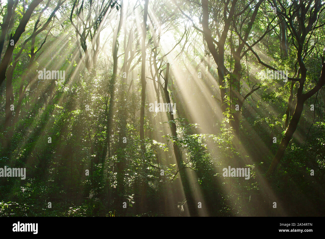 Shaft of light in forest Stock Photo - Alamy