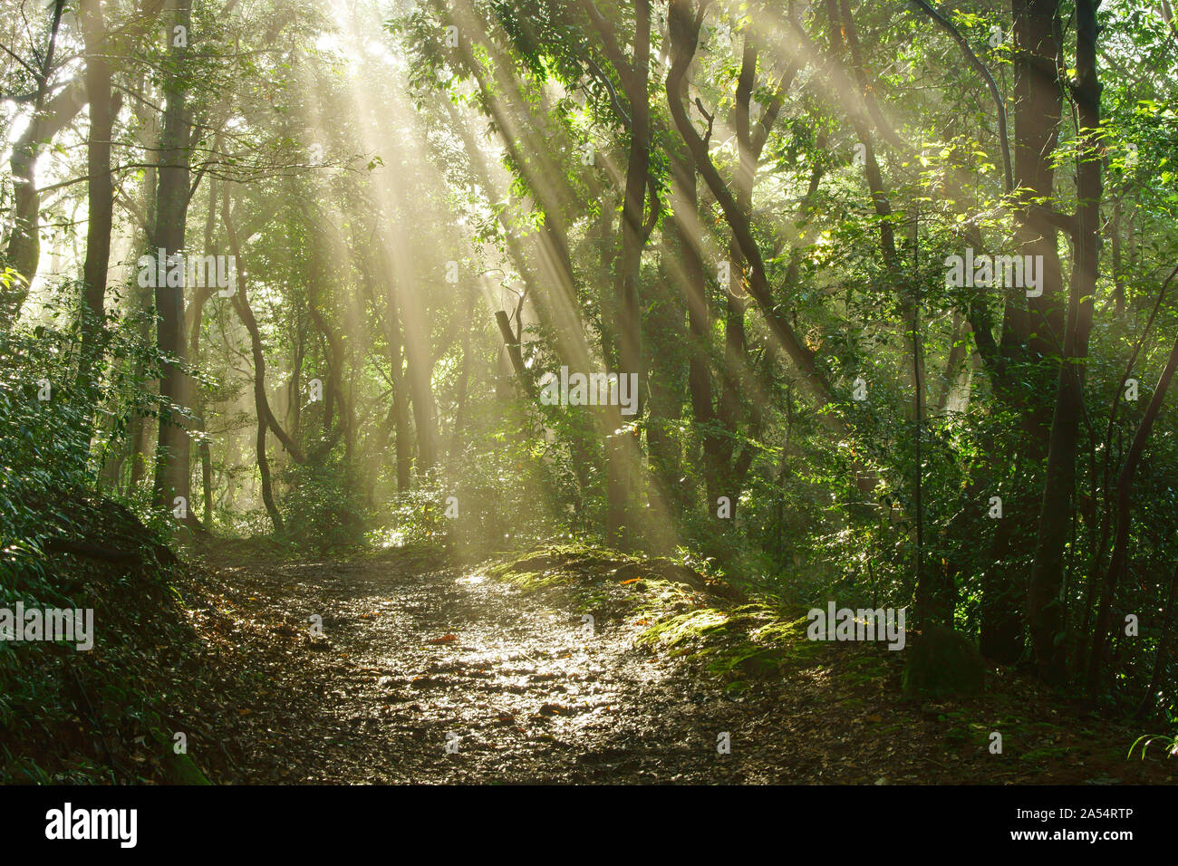 Light shaft path forest hi-res stock photography and images - Alamy