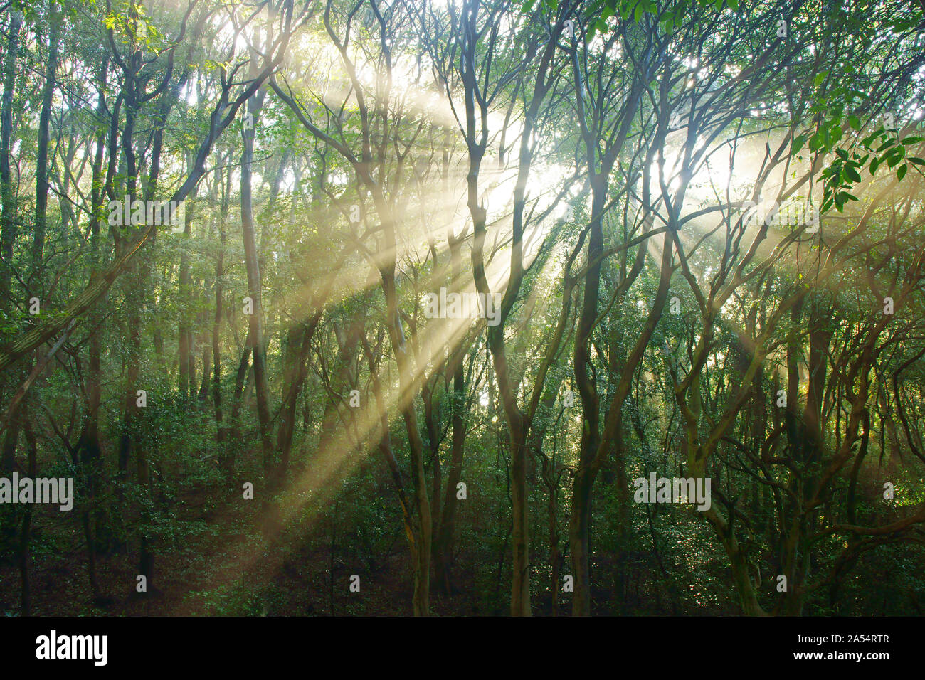 Light inside shadow forest hi-res stock photography and images - Alamy