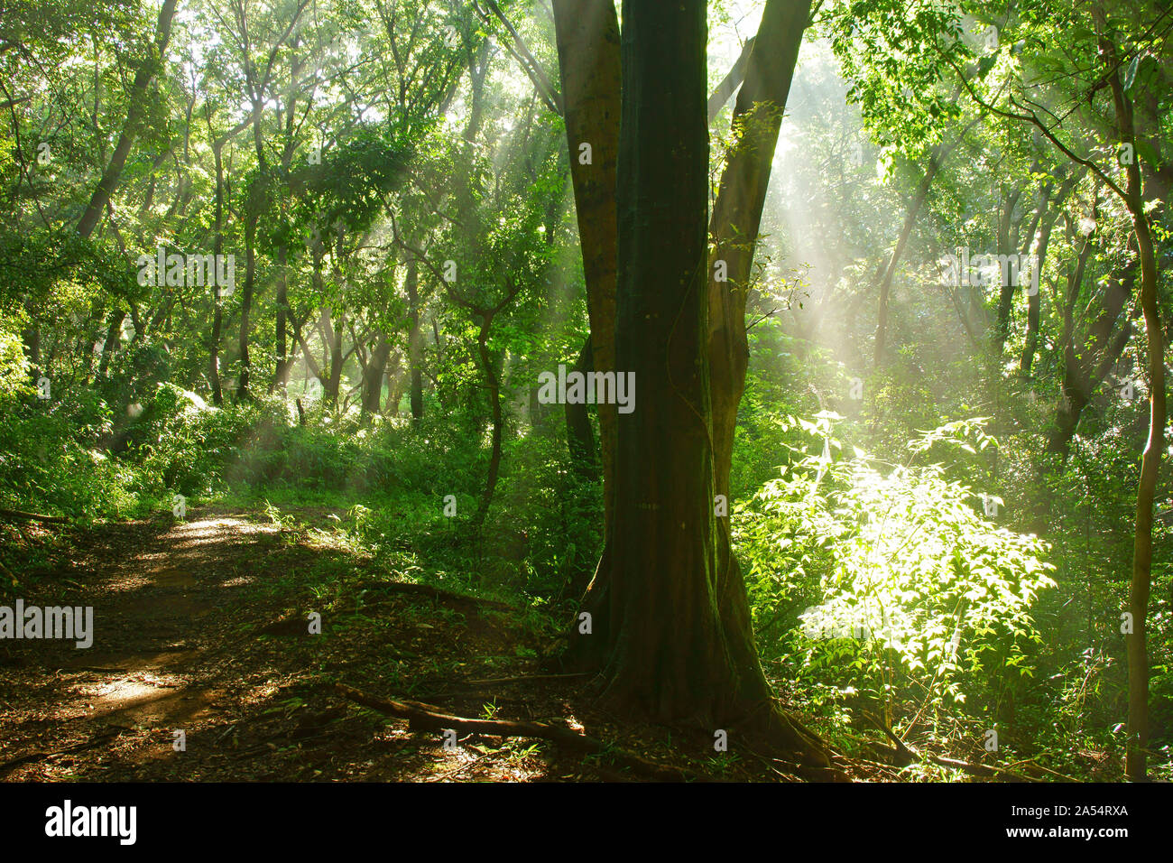 Shaft of light in forest Stock Photo - Alamy