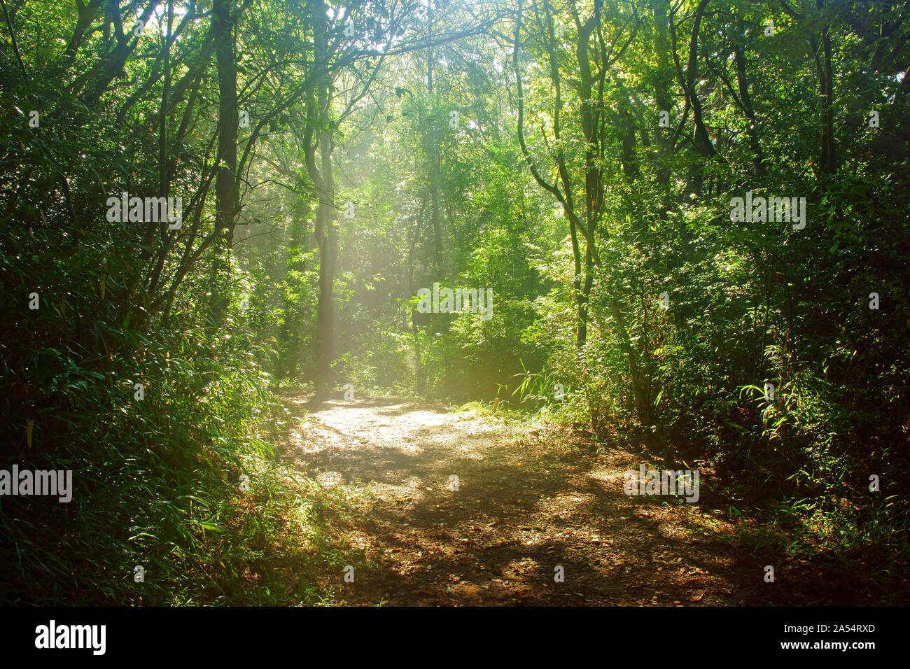 Light shaft path forest hi-res stock photography and images - Alamy