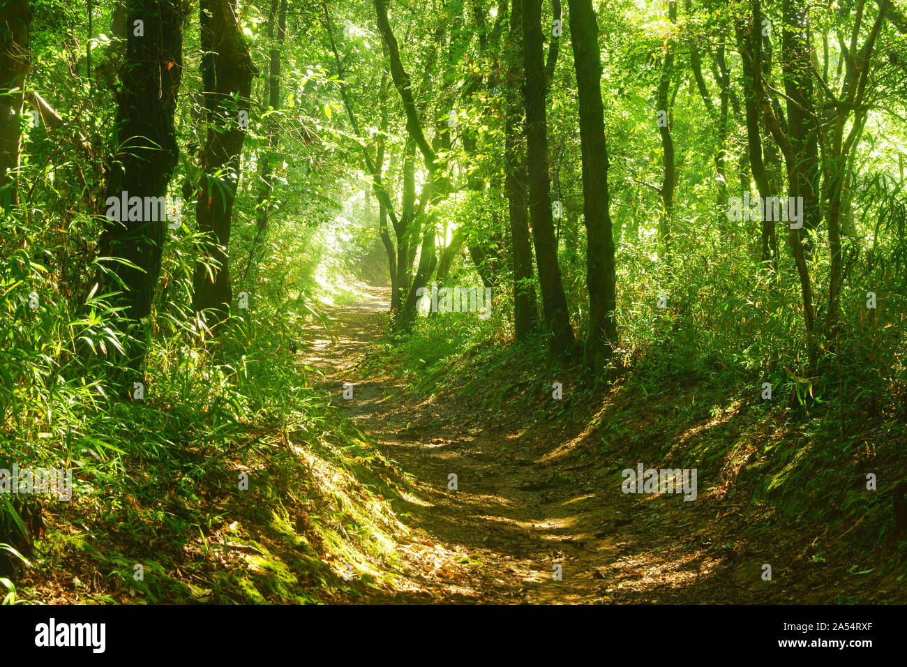 Light shaft path forest hi-res stock photography and images - Alamy