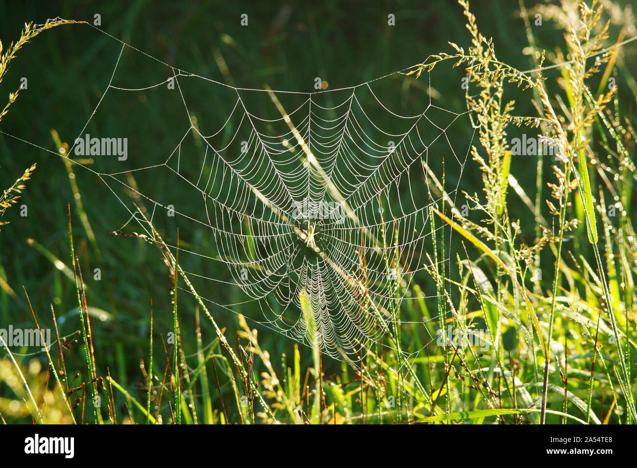 City spider web hi-res stock photography and images - Alamy