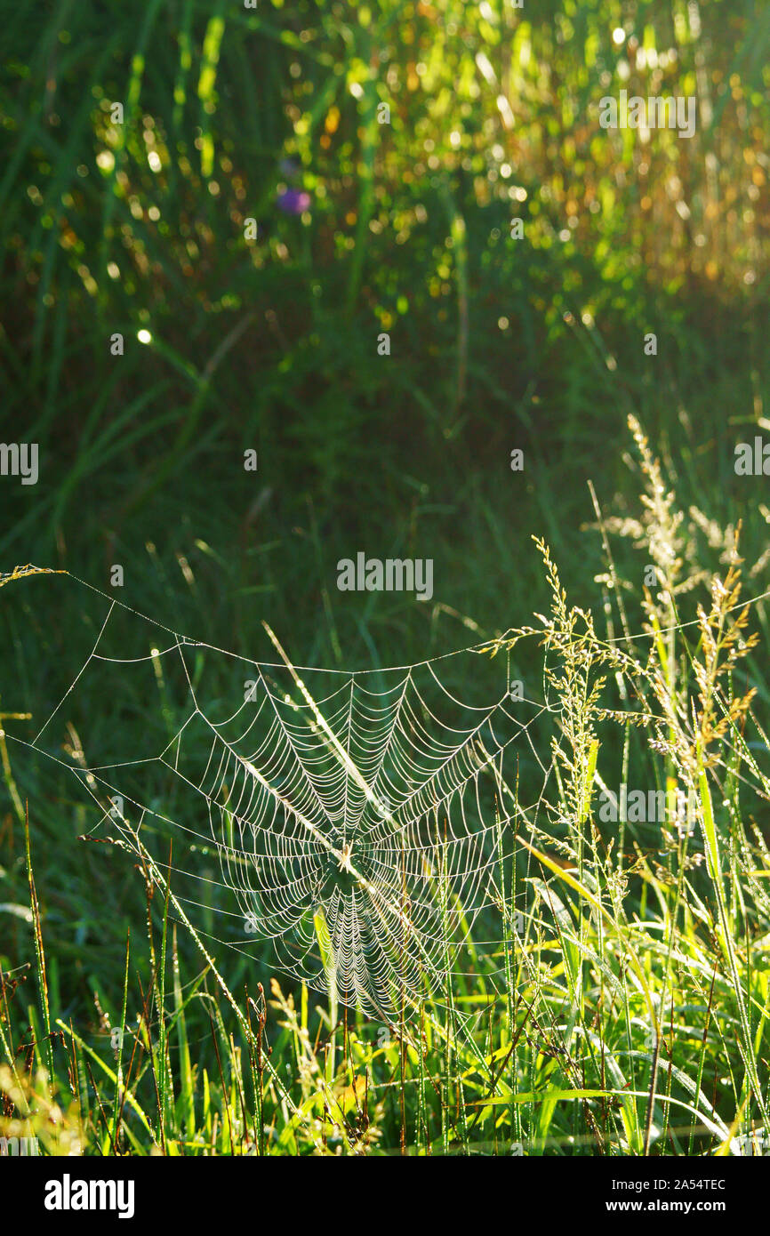 Spider web city hi-res stock photography and images - Alamy