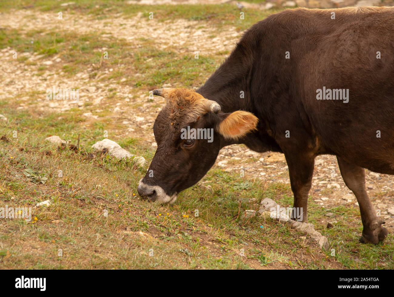 Cow with bangs and fluffy red ears grazing on the lawn Stock Photo - Alamy