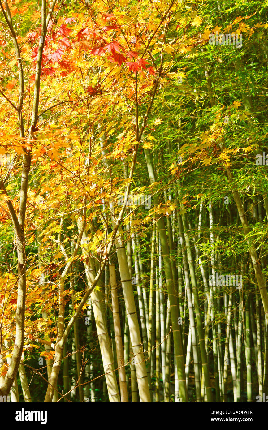 Japanese Fall Foliage and Bamboo Forest Stock Photo - Alamy