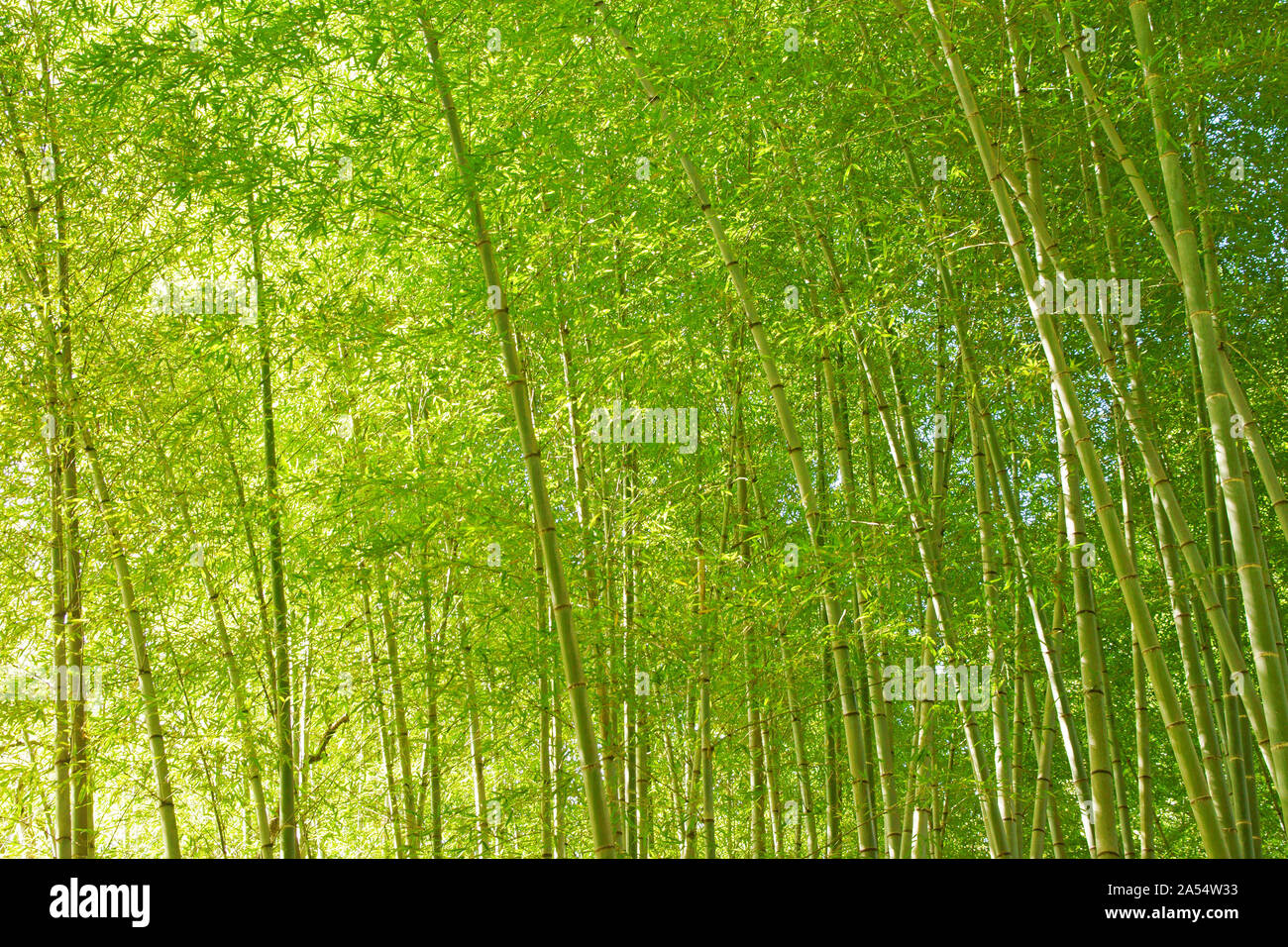 Bamboo woods hi-res stock photography and images - Alamy