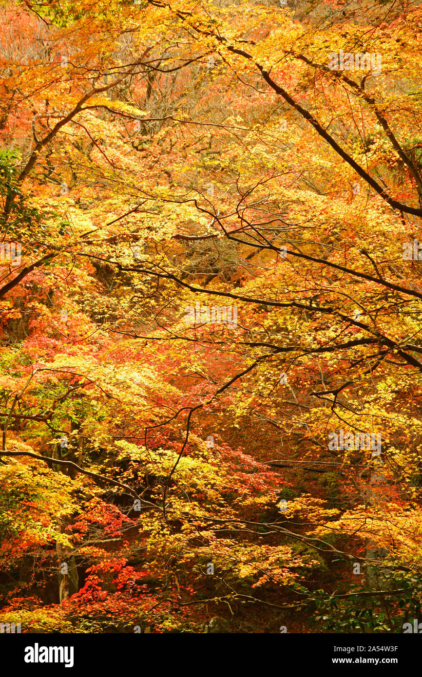 Futagoji Temple High Resolution Stock Photography and Images - Alamy