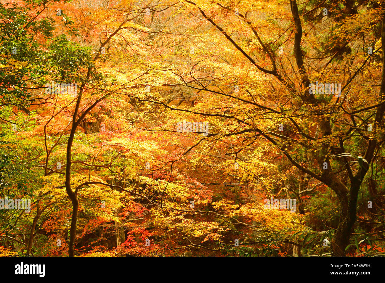 Futagoji temple hi-res stock photography and images - Alamy