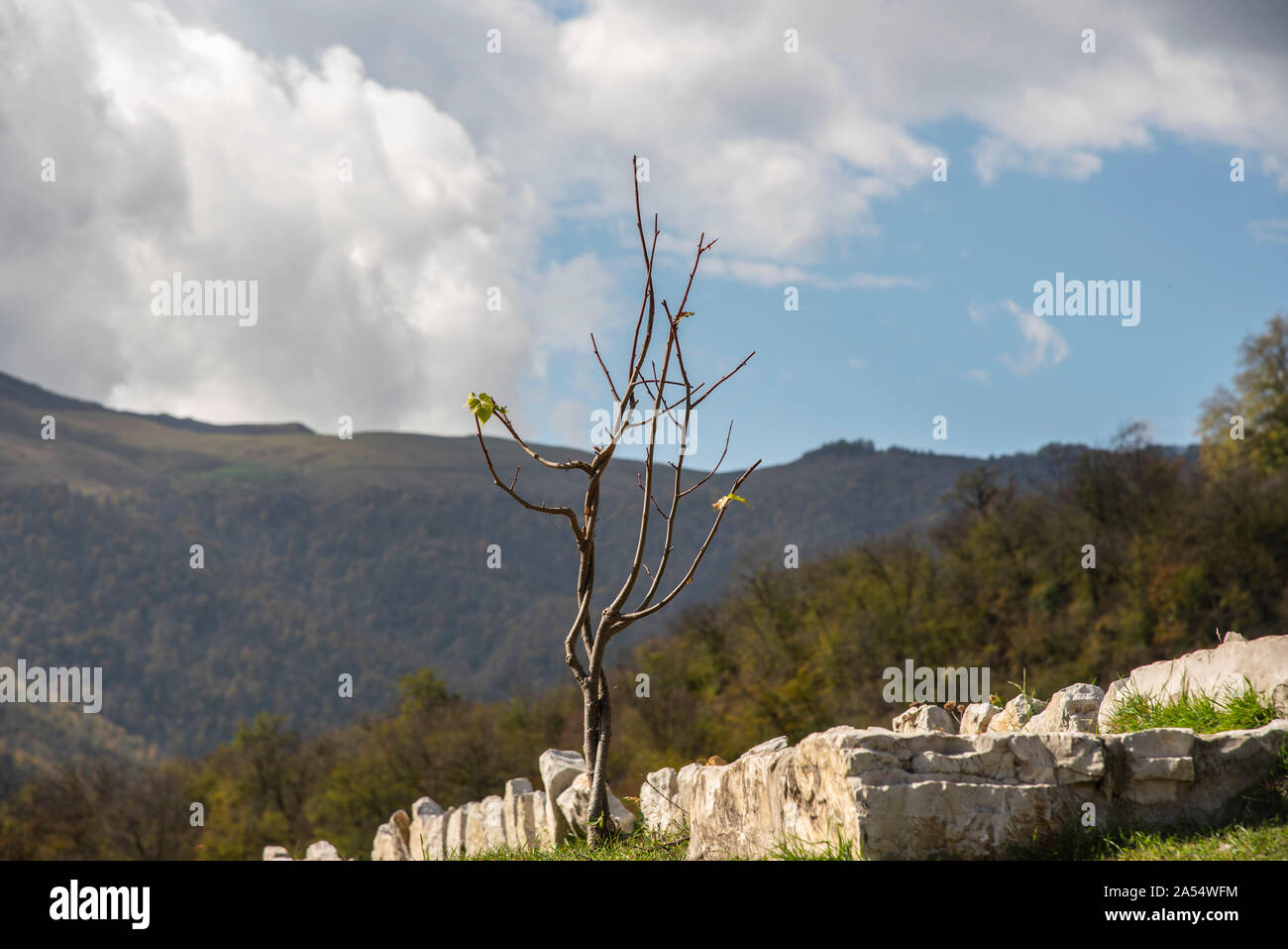 A solitary tree with one green leaf grows on the slope against the ...