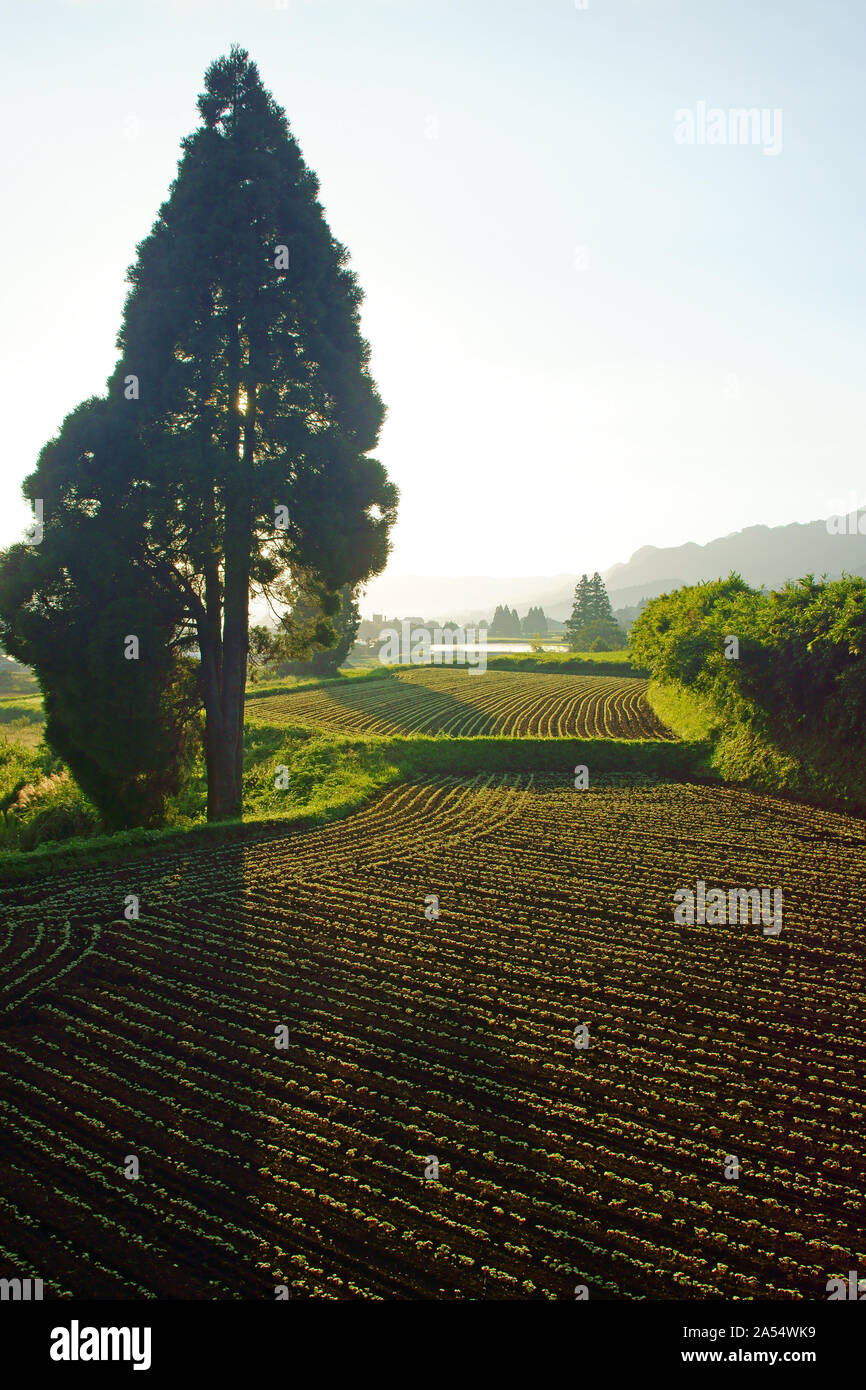 Japan land reform hi-res stock photography and images - Alamy