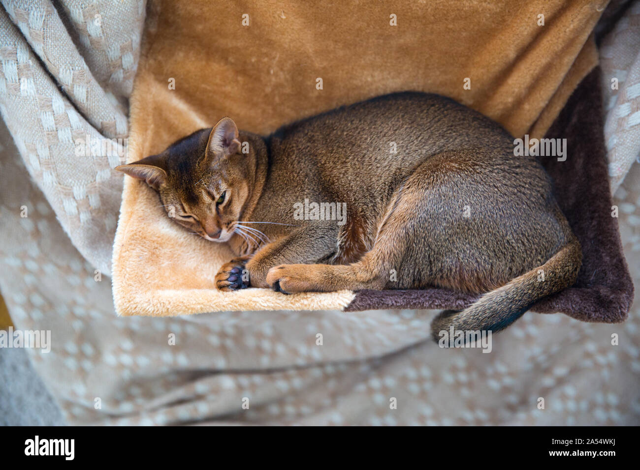 Abyssinian breed hi-res stock photography and images - Alamy