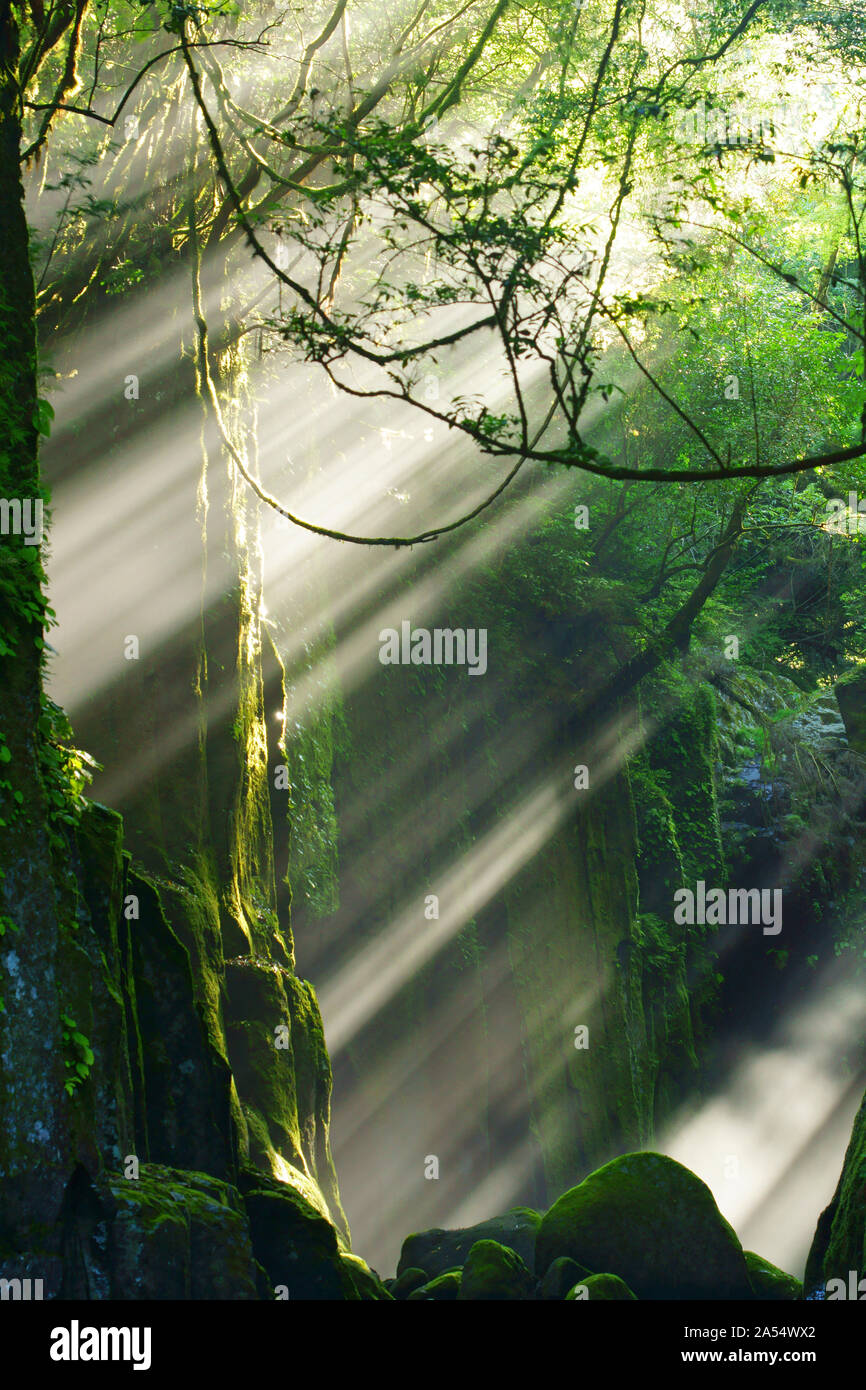 Kikuchi Gorge, Kumamoto Prefecture, Japan Stock Photo - Alamy