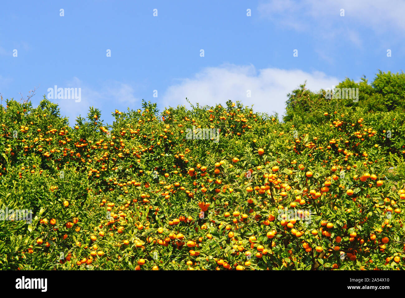 Citrus unshiu fields Stock Photo - Alamy