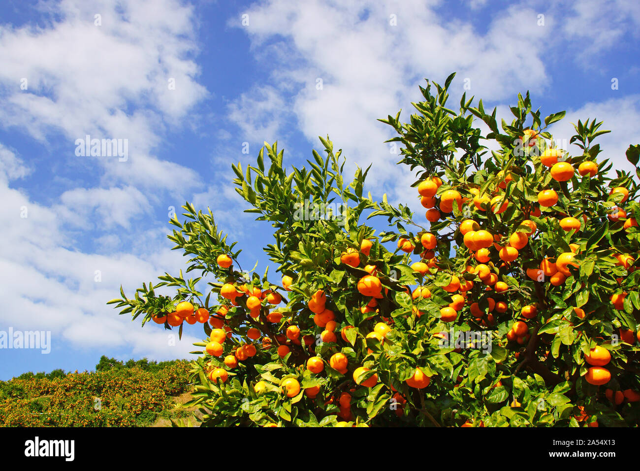 Citrus unshiu fields hi-res stock photography and images - Alamy