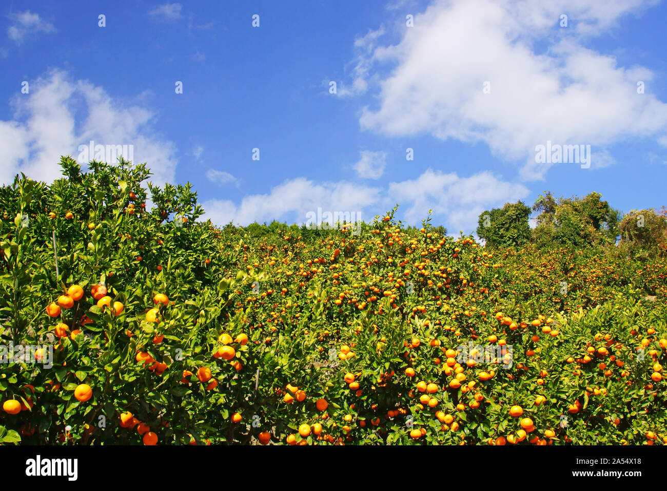 Citrus unshiu fields Stock Photo - Alamy