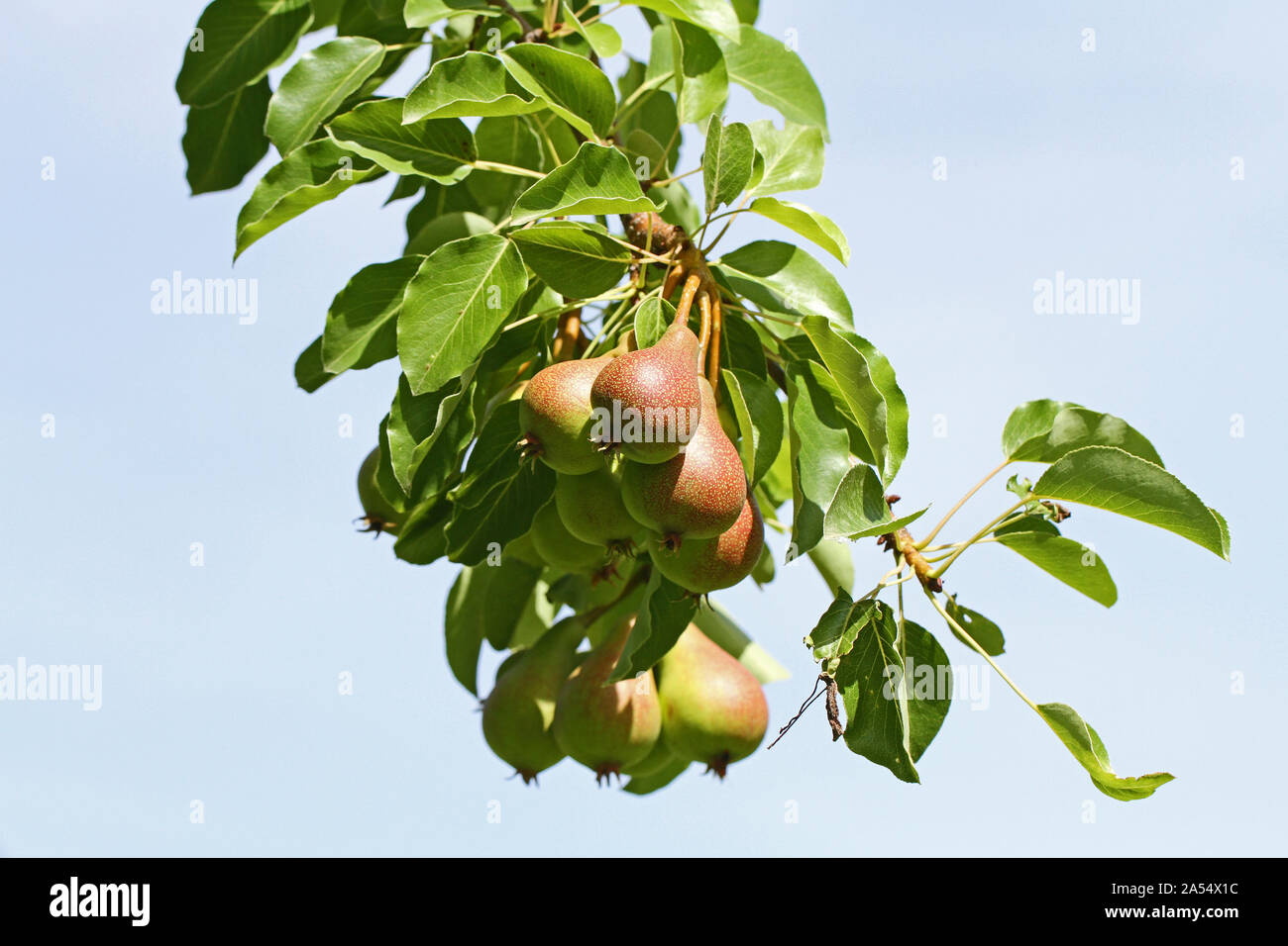 Common pears pyrus communis hi-res stock photography and images - Alamy